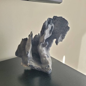 Real Jungle Mud Starfish Orange Brown Amber Color 1 to 3 Pcs 2 to 4 1/2 ...