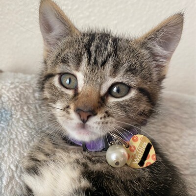 Cute Pearl Cat Collar, Panne Velvet Cat Collar, Puppy Collar. Dog ...