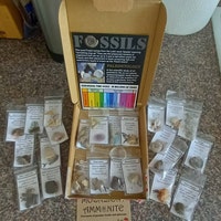 Dinosaur Fossils Gift Box - Etsy UK