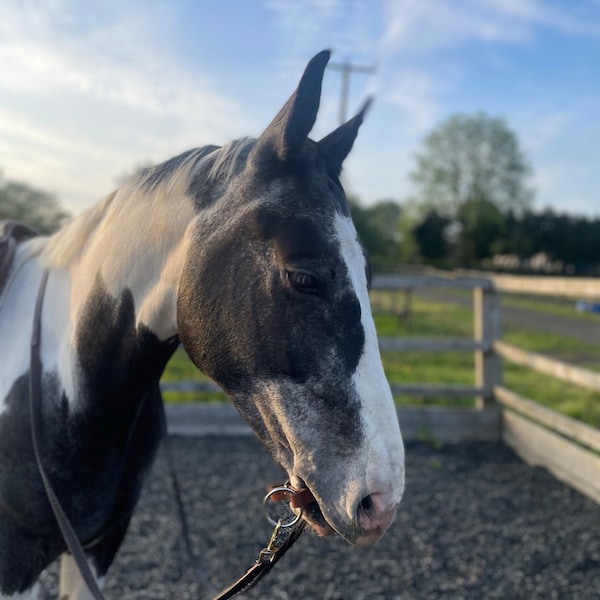 Soft, Natural, Vegetable Tanned Leather, No Bridle Bit for Your Horse ...