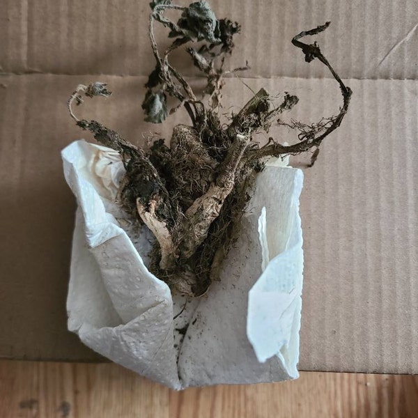 Bare Root Apple Mint Live Plant Live Mint Live Mint Plant - Etsy