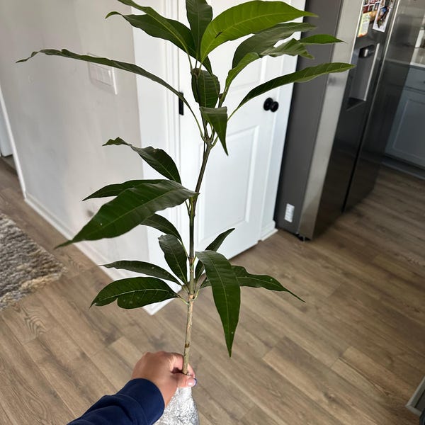 Seedling Julie Mango Live Fruit Tree (mangifera Indica). 1 Ft - Etsy