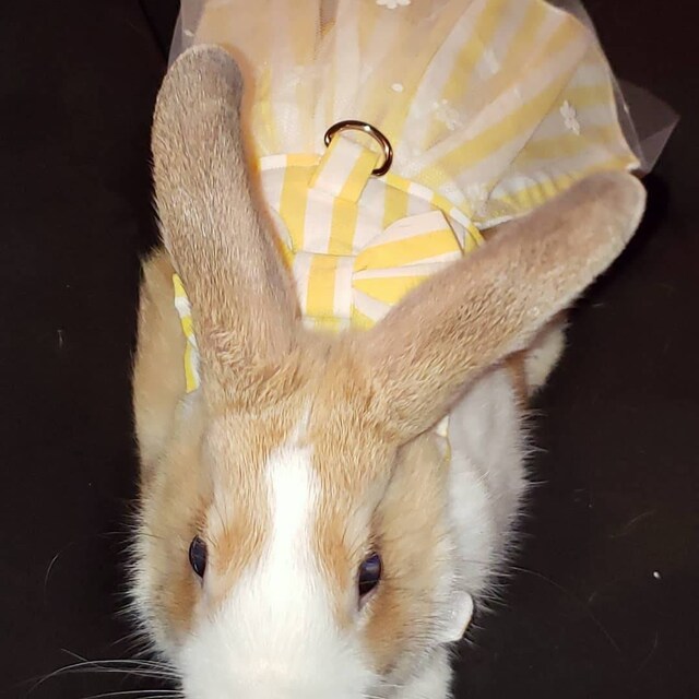 FabulousBunnyDresses - Etsy