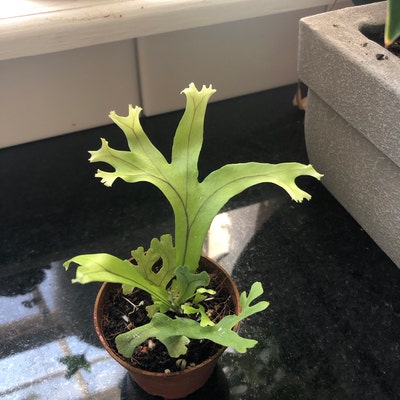 Microsorum Crested Dragon Whisker Rare Fern NOT TC - Etsy