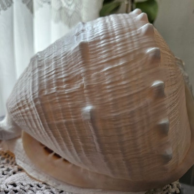 Large Specimen Grade 63.1mm CONUS Regius Royal, Crown Cone SEASHELL JB ...