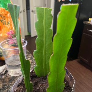 German Empress Epiphyllum 1 Cutting disocactus - Etsy
