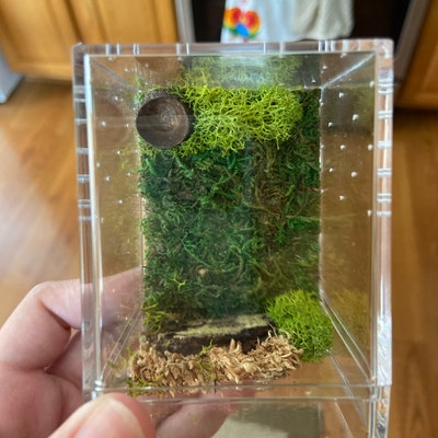 Acorn Jumping Spider Enclosure, Sling Jumping Spider Container Home ...