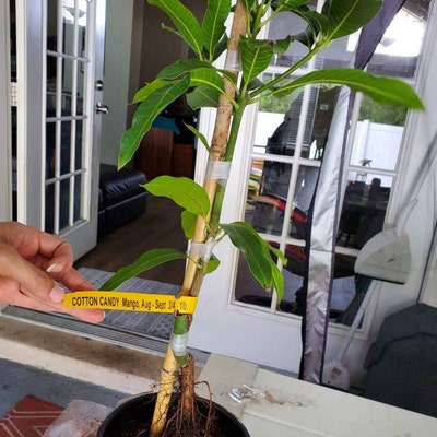 Ice Cream Dwarf Mango Tree Grafted 18 to 24 - Etsy
