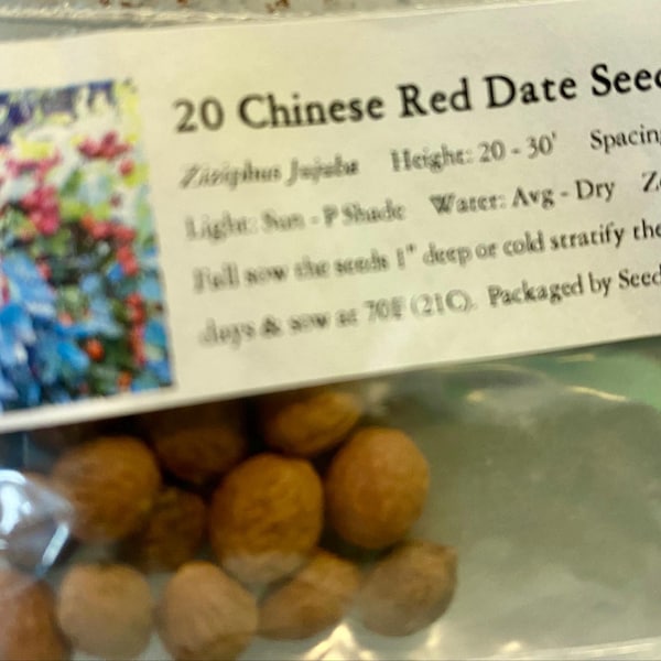 20 RED Chinese DATE TREE Edible Fruit Jujube Ziziphus Jujuba Yellow ...