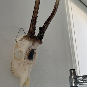 Fallow Deer Skull From Central Europe Fallow Deer dama - Etsy