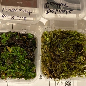 Star Moss Syntrichia Princeps Live Moss With Sporophytes - Etsy