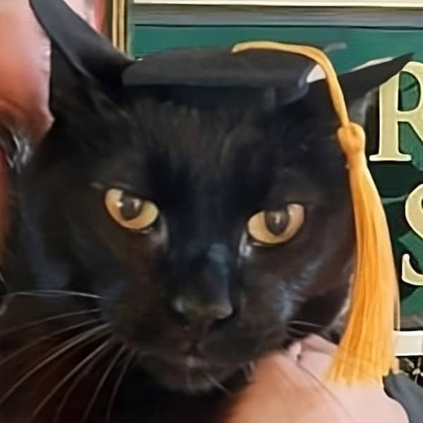 Mini-sized Graduation Cap Cat Hat for Your Cat FREE SHIPPING! Add-on ...