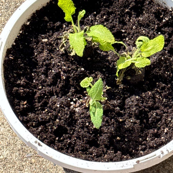 2 Salvia Nemorosa 'bumbleberry' Live Perennial Plants. Stunning Colors ...