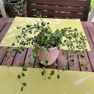 Angel Vine wire Vine Plant - Etsy