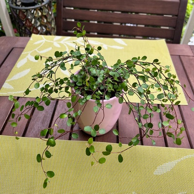 Angel Vine wire Vine Plant - Etsy