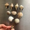 Bulk Seashells, Bulk Shells, Bulk Sea Shells, Shell Art, Seashell ...