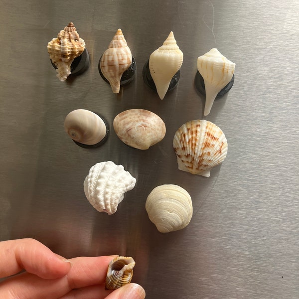 Natural Seashells, Natural Sea Shells, Natural Shells, Craft Seashells ...