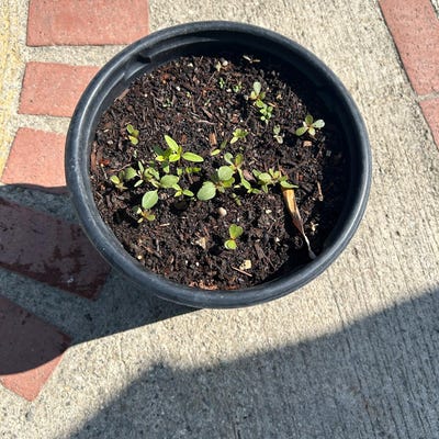 Light Blue Rose Seeds-perennial Authentic Seeds Mix Seeds Late Winter ...