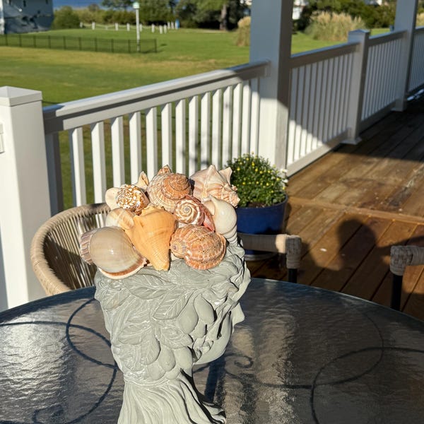 Arrowhead Sand Dollar Shell Extra Large Encope Michelini (1 Shell ...