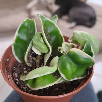 Variegated Hoya Compacta Variegated Hindu Rope Hoya - Etsy