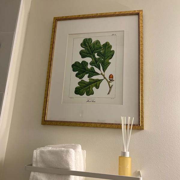 Goldie's Bird of Paradise (paradisaea Decora) -BP-10 - Fine Art Print ...