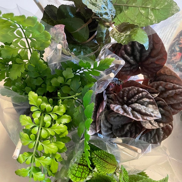 Houseplant Variety Pack (4 Plants) (4" Pots)*easy Care *assorted ...