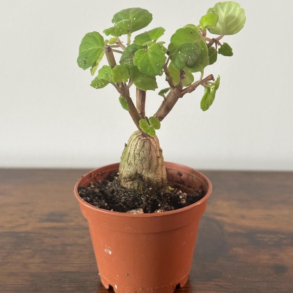 Bonsai Mint plectranthus Ernstii Caudex - Etsy