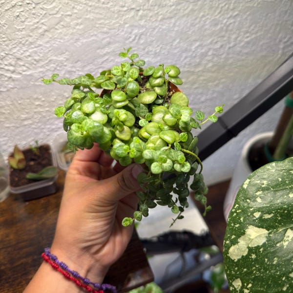 Euphorbia Obesa Hybrid, Baseball Plant, Rare Cactus, Live Succulent in ...