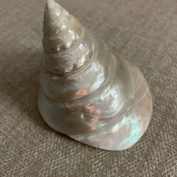 PEARLED TROCHUS SHELLS *all Sizes* Natural Irredescent Display Pyramid ...