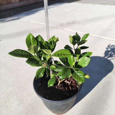Tuberose Bulbs, Double Bloom, Polianthes Tuberosa, Rajanigandha ...