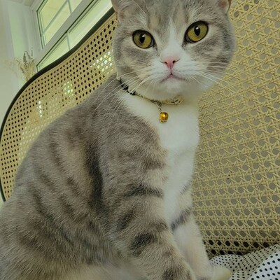 Cat Collar/binx Cat Collar/breakaway Cat Collar/cotton Cat - Etsy