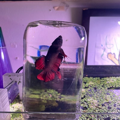 Inverted Betta Tank Holder, Panoramic View for Betta Fish, 360 View for ...