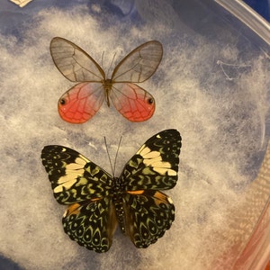 Real Hamadryas Amphinome red Cracker Butterfly - Etsy