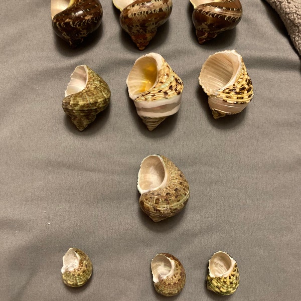 10 Hermit Crab Changing Shell Set Deluxe Turbo Shells Medium Size 1 1/ ...