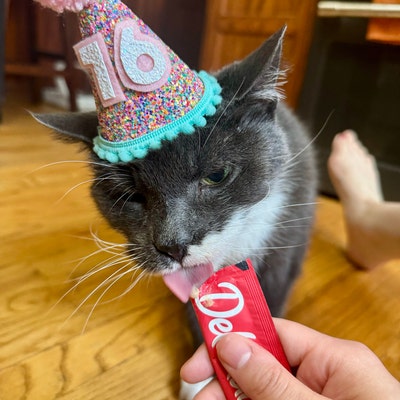 Cat Birthday Hat Pet Party Hat Puppy Birthday First Birthday Puppy First Birthday Birthday Party ...