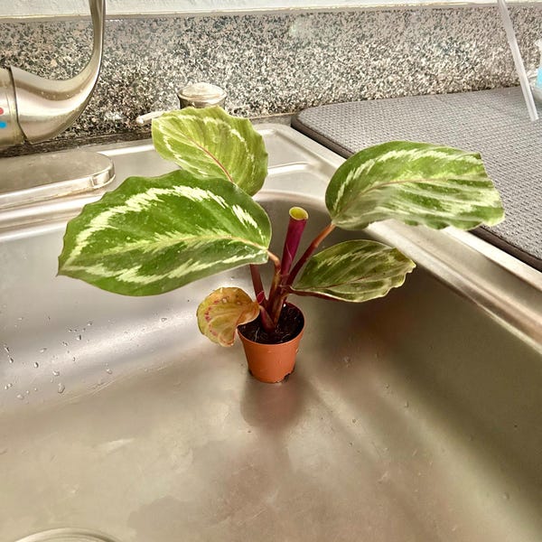 Calathea Assorted Starter Pack | Calathea Starter Plants | Rooted ...