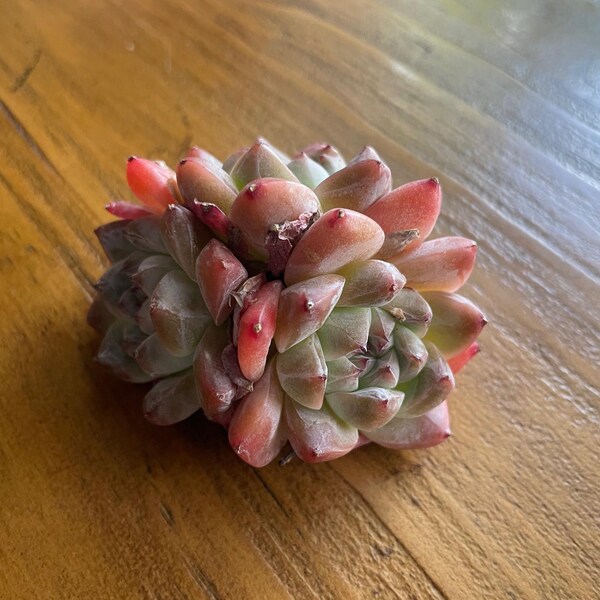 Echeveria 'red Coral' , Rare Live Succulent - Etsy