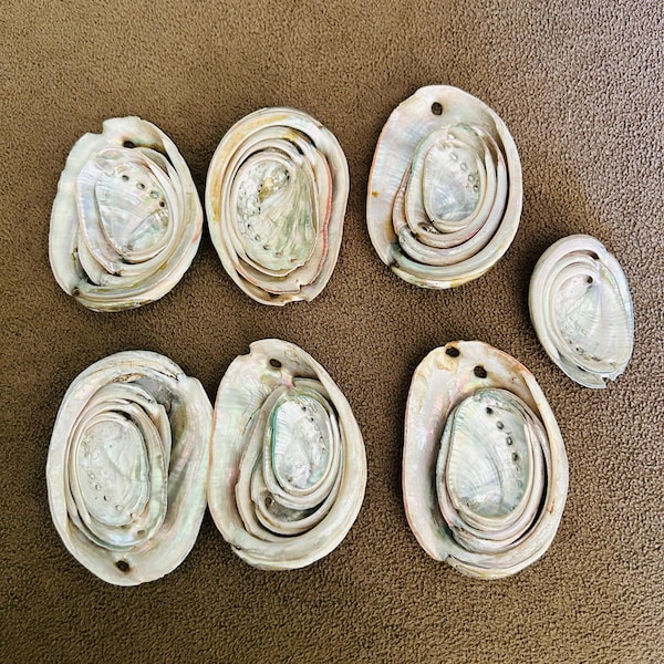 Bulk Polished Red Abalone Shells (25) -size 1"- 3" Seashells, Jewelry, Crafts (choose Your ...