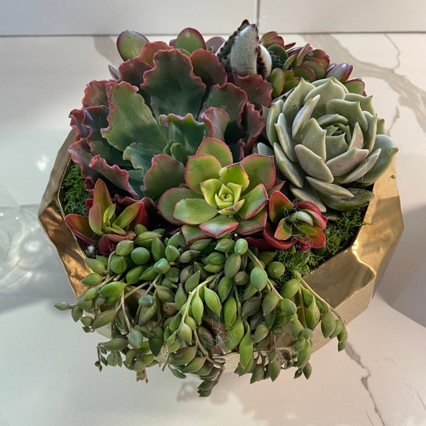 Set of 2 Classic White Fluted Ceramic Pot With Lush Succulent Garden ...