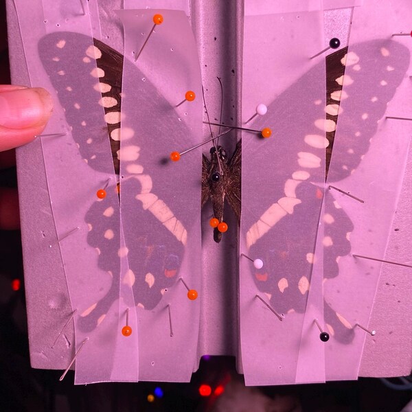 Giant Roly Poly Pill Bug, Sphaeropoeus Lugubris, Mounted in a Bell Jar ...