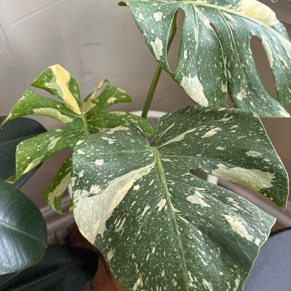 Extra Large Variegated Monstera Thai Constellation: Rooted Rare ...