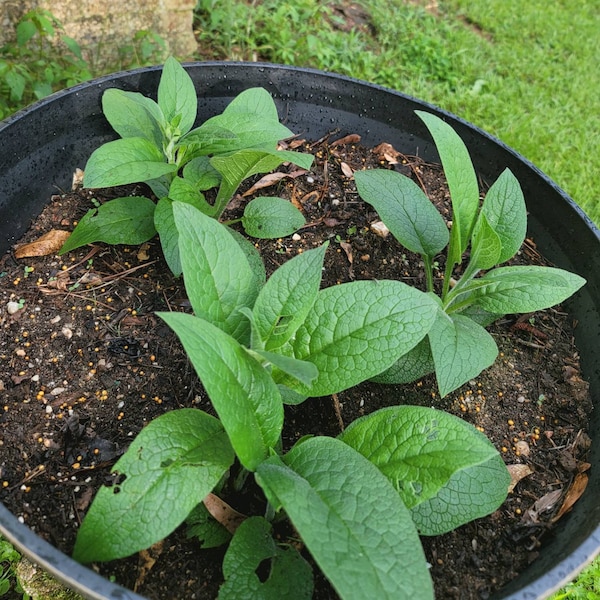 Mullein Seed verbascum Thapsus X 500 Organic Seed - Etsy