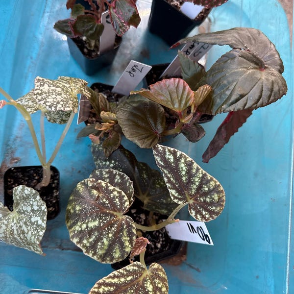 Begonia Botanicaz 105 V.2 TOP CUT (can Acclimate to House Conditions) - Etsy