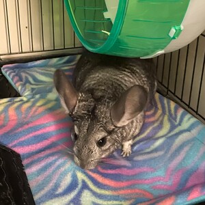 Fleece Scraps Fleece Bedding Fleece Strips Rat Toy - Etsy