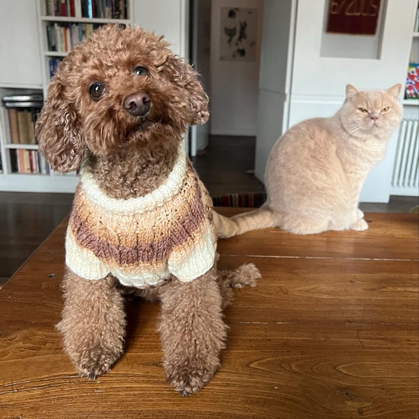Dog Designer Clothes, Cable Knitted Dog Sweater , Dog Dresses for Small ...