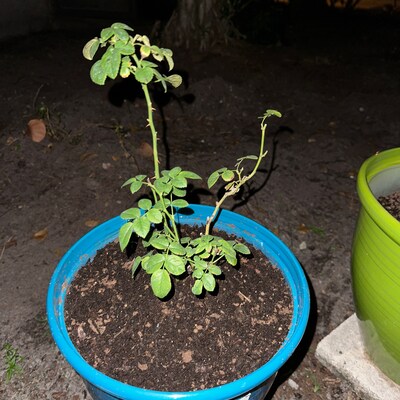 Rose Plant washitsu 和室 ジャパネスクモナムール - Etsy