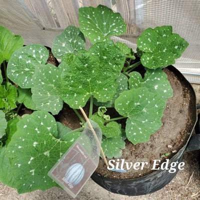 Silver Edge heirloom/c.mixta Seeds: Heirloom Squash Cushaw - Etsy