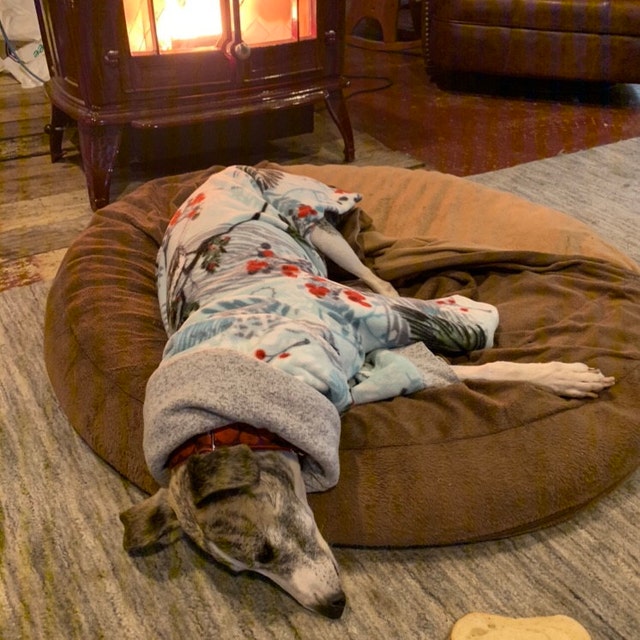 Long Necked & Cozy WHIPPET WEAR by TurtleNeckWhippets on Etsy