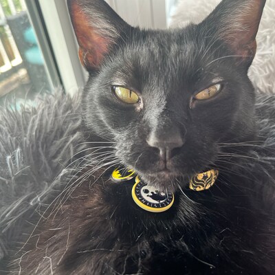 Cat Collar Steampunk Victorian Stripes or Floral With Vintage Drop ...