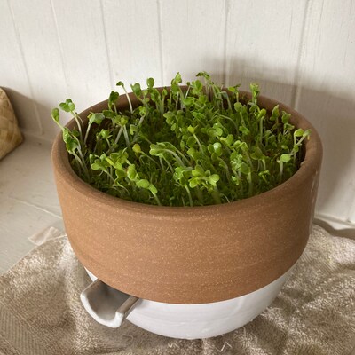 Farmhouse Sprouter Terra Cotta Microgreen Sprouter Modern Rustic ...